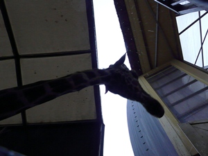 EKIPA - vehicles giraffe