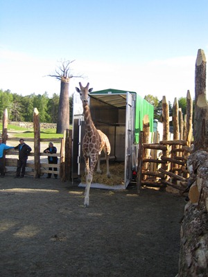 EKIPA - vehicles giraffe