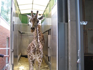 EKIPA - vehicles giraffe