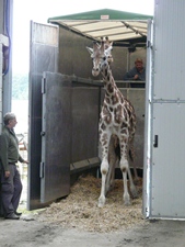 EKIPA - vehicles giraffe