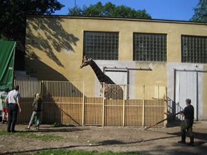 EKIPA - vehicles giraffe