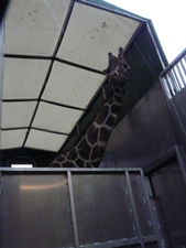 EKIPA - vehicles giraffe